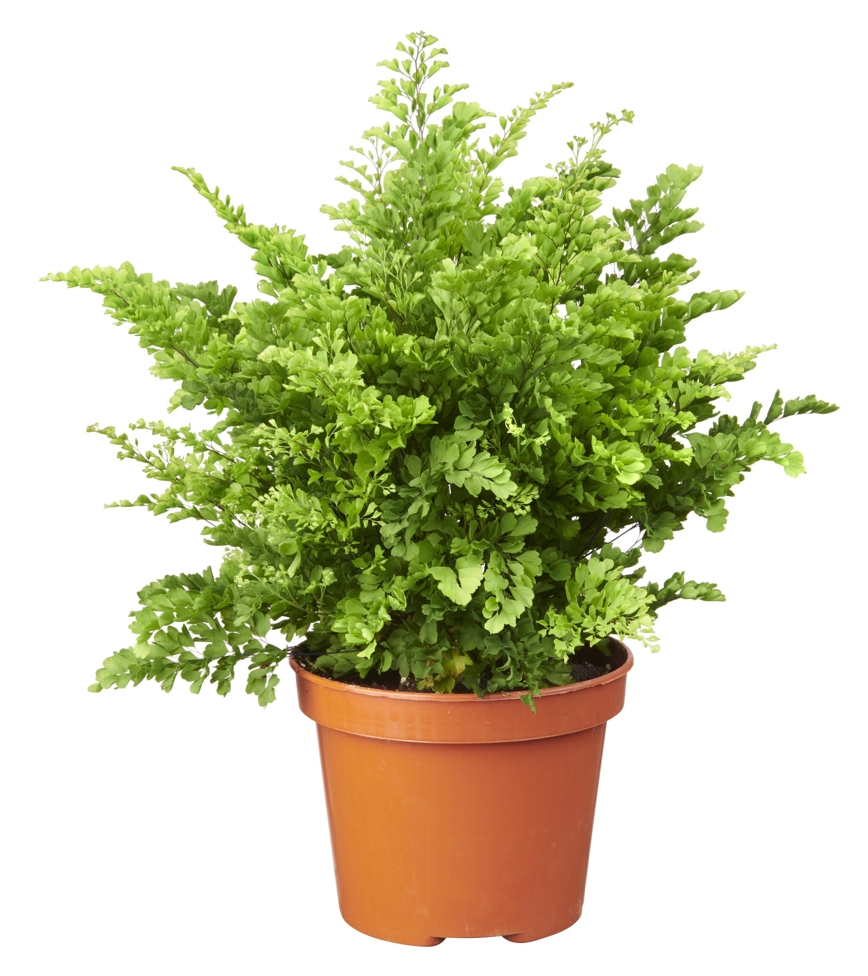 Tropical Ferns - Henk Braam B.V.